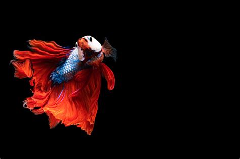 다색 베타는 고립 된 검은 색 배경에 태국에서 물고기싸움 을 화려하게 복사 공간이있는 오렌지 샴 베타 물고기의 아름다운 움직이는 순간 0명에 대한 스톡 사진 및 기타 이미지