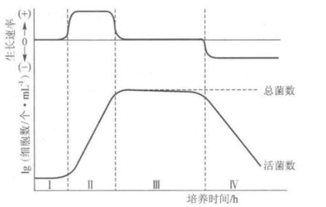 《微生物发酵基础技术》单细胞微生物的典型生长曲线 知乎