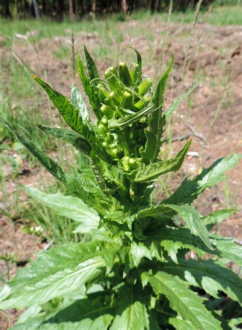 Erechtites Hieraciifolius American Burnweed Butterweed Eastern