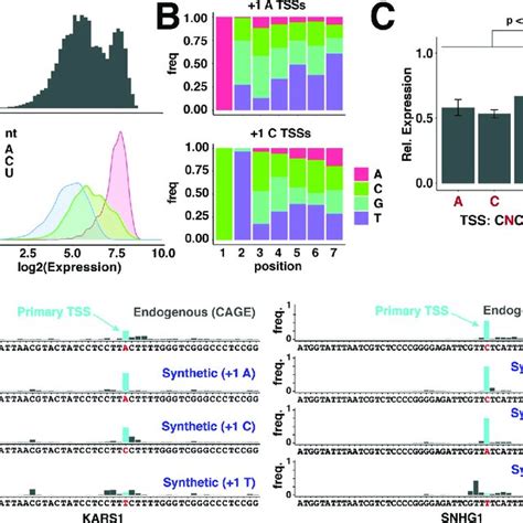 Mrna 5 0 Sequences Strongly Impact Expression Level A Expression