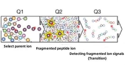 Targeted Proteomics Service Mtoz Biolabs