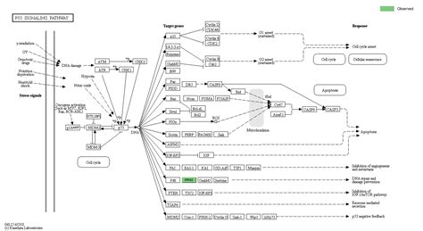 Kegg Pathway P53 Signaling Pathway Reference Pathway
