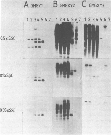 Sequence Divergence In Hultisequence Families Genomic DNA From Two Download Scientific Diagram