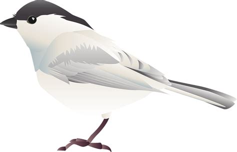 Willow Tit Bird Free Vector Clipart Images On Creazilla Com