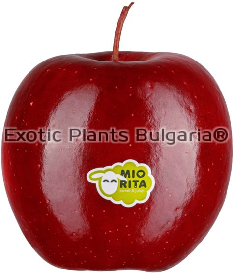 Apple Story Inored ябълка Стори иноред