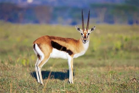 Gazelle Facts - Animals of the World - WorldAtlas.com
