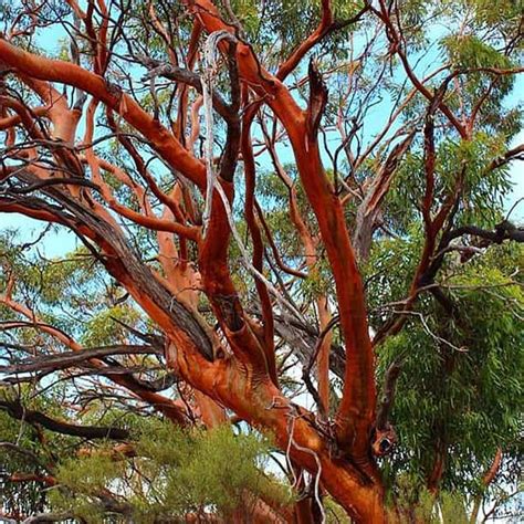 Buy Eucalyptus Seeds Online Australian Seed Store Australian Seed