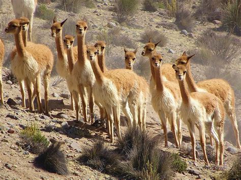 La Vicuña Del Perú La Lana Más Fina Del Mundo A Vicunha Símbolo