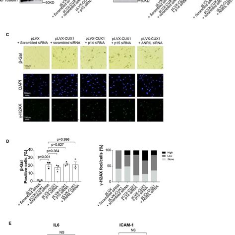 Characterization Of The Function Of Cux1 By Sirna A Qpcr Analysis Download Scientific Diagram