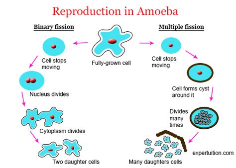 Amoeba Structure And Life Processes ExperTuition