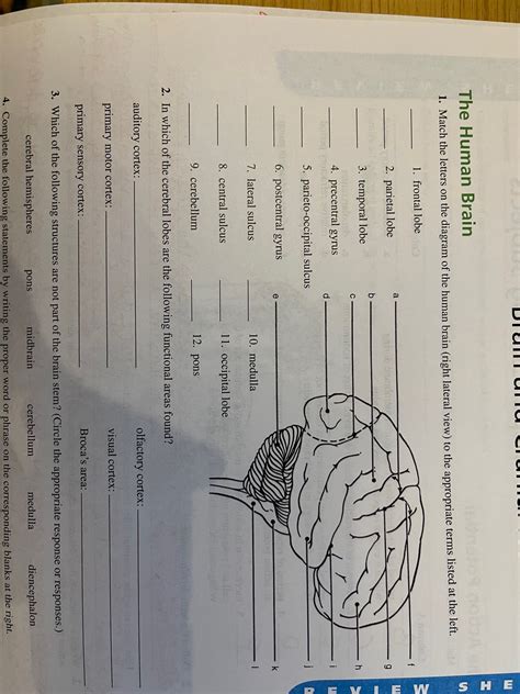 Solved The Human Brain 1 Match The Letters On The Diagr