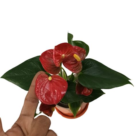 Anthurium Red Champion (0.22m) - Woon Leng Nursery