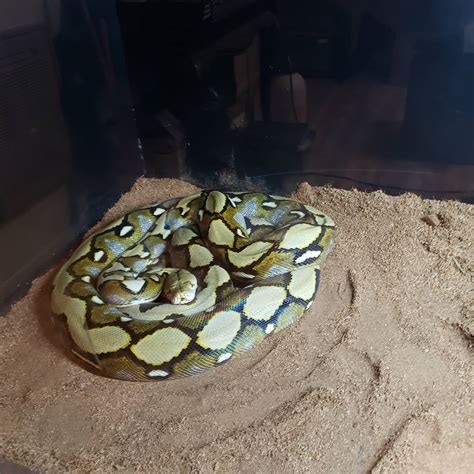 Sunfire Reticulated Python Traits Morphpedia