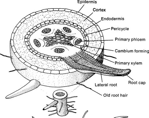 Xylem And Phloem Tree Diagram