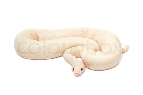 Snow Ball Python A Gorgeous Reptile For Starter Snake Keepers Vital Frog