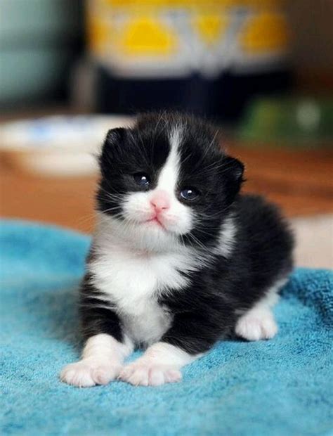93 Best Images About Fluffy Tuxedos On Pinterest Persian Kittens For
