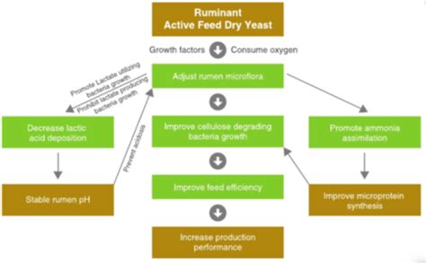 Probiotics Feed Additives Nz
