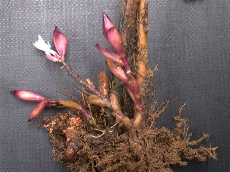 Central African Plants A Photo Guide Thaumatococcus Daniellii Bennet Benth