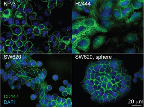 Comparative Proteomics Of A Model Mcf10a Kras G12v Cell Line Reveals A