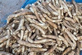 The Jamaican Arrowroot Plant Major Health Benefits Uses