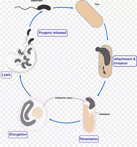 Bdellovibrio革兰氏阴性菌生物生命周期细菌细胞结构png图片素材下载 图片编号3997572 Png素材网