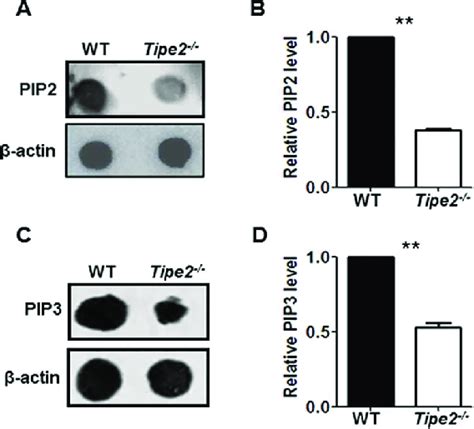 Cellular Levels Of Pip2 And Pip3 Were Significantly Decreased By Download Scientific Diagram