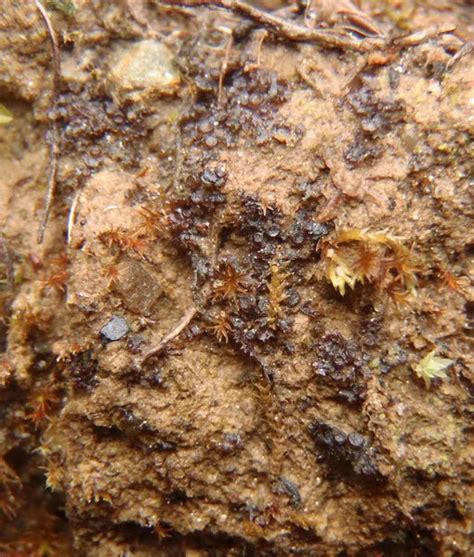 Ways Of Enlichenment Lichens Of North America