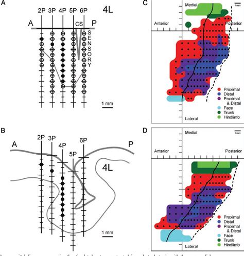 Figure 1 From Properties Of Primary Motor Cortex Output To Forelimb