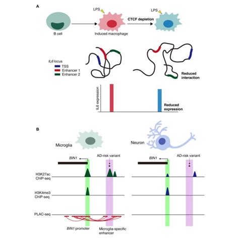 Context Dependent Alterations Of Chromatin Interactions A