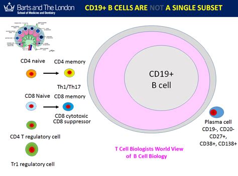 Are We Overdosing Ocrelizumab Multiple Sclerosis Research Blog