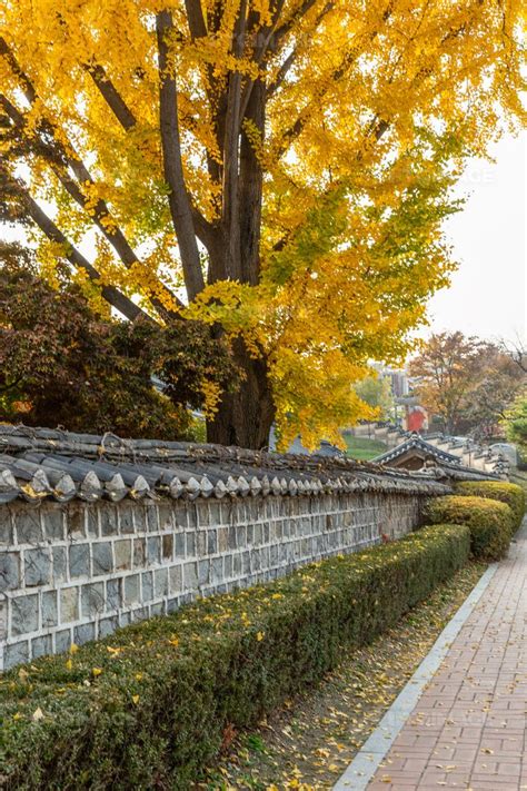 가을풍경은행나무와 돌담길 사진 이미지 사진 풍경 자연 야외 실외 사람없음 아시아 한국 국내 경치 가을풍경 화성 수원화성 화성행궁 은행나무 돌담길