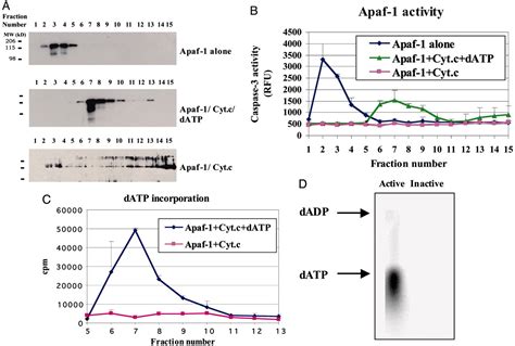 Formation Of Apoptosome Is Initiated By Cytochrome C Induced Datp Hydrolysis And Subsequent