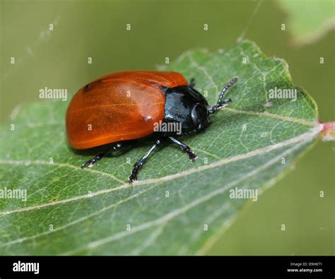 Close Up Macro Image Of The Broad Shouldered Leaf Beetle Or Poplar