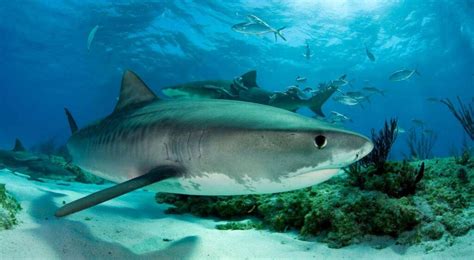 Requin Tigre Tout Savoir Sur Galeocerdo Cuvier