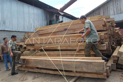 Illegal Logging Antara Foto
