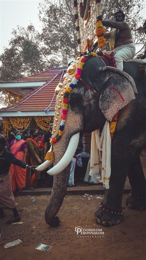 Mangalamkunnu Ayyappan Elephant Pictures Elephant Photography Asian
