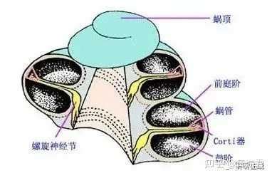 耳蜗是怎样的一个结构，又有什么作用呢？ 知乎