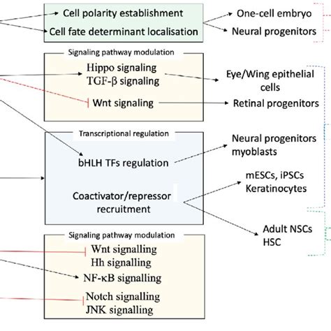 The Roles Of Cell Cycle Engines In Coupling The Regulation Of Cell Fate Download Scientific