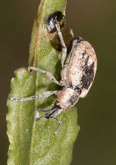 West Virginia Weevil Hypera Rumicis Bugguide Net