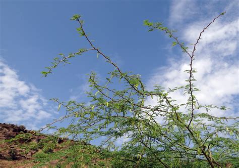 Кустарники сорняки