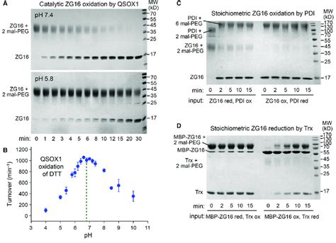 Oxidation Of Zg16 By Qsox1 And Pdi And Reduction By Trx A 50 Nm