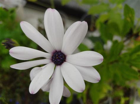 Семена СеДеК. Советы для дачников и садоводов. 2024 | ВКонтакте