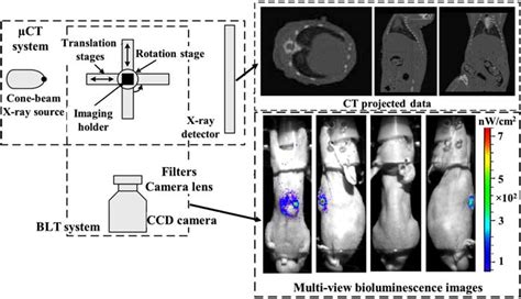Schematic Diagram Of A Dual Modality Blt Ct System And Typical Ct And Download Scientific