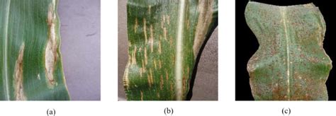 Figure 1 From Se Swin Unet For Image Segmentation Of Major Maize Foliar Diseases Semantic Scholar