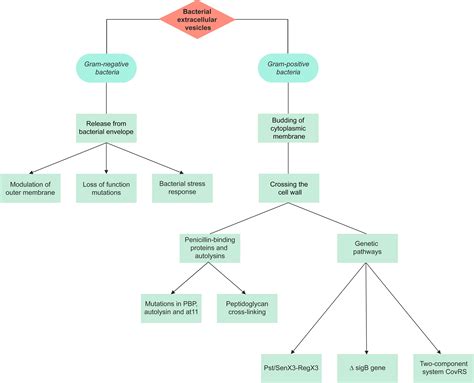 Gram Positive Vs Gram Negative Chart
