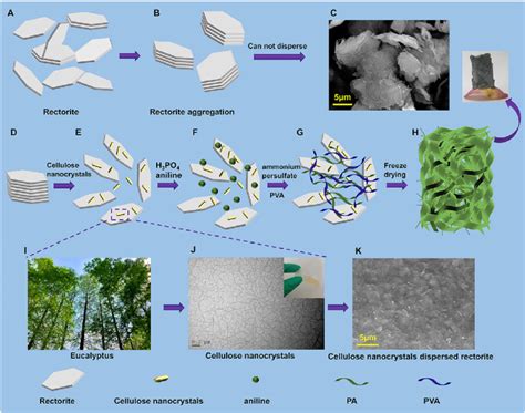 A And B Schematic Of The Agglomeration Of The Pristine Rectorite Download Scientific