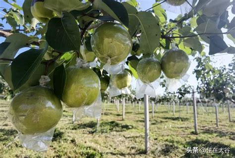 The Past And Present Of Shanxis Famous Yuluxiang Pear Inews