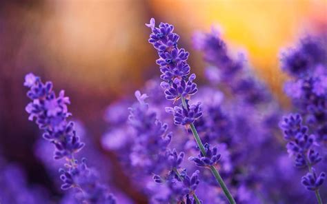 Lavender Backgrounds Wallpapers Com