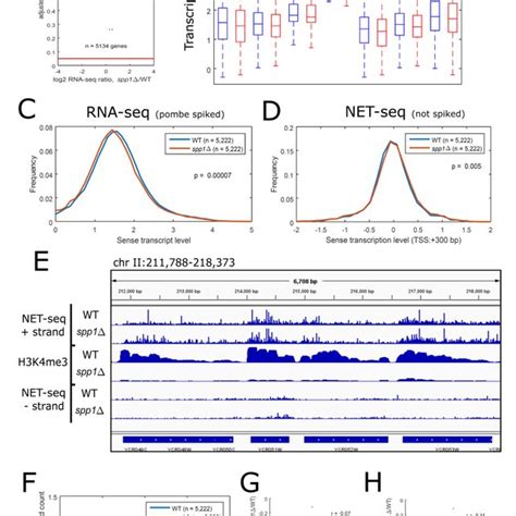 Schematic Diagram Of The Her4 Jak2 Stat5 Pathway Modeled In This Paper