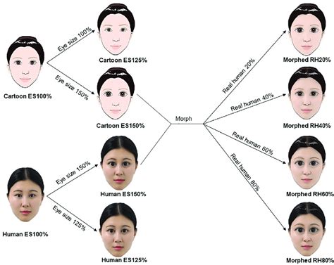 Materials Used In This Study And Their Relationship The Eye Sizes Es